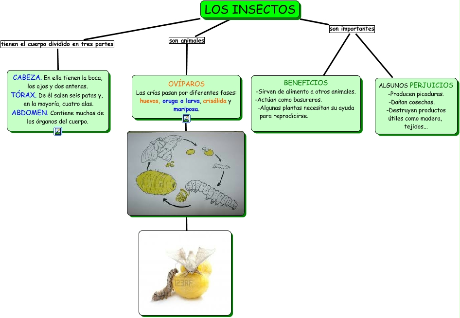 LOS INSECTOS